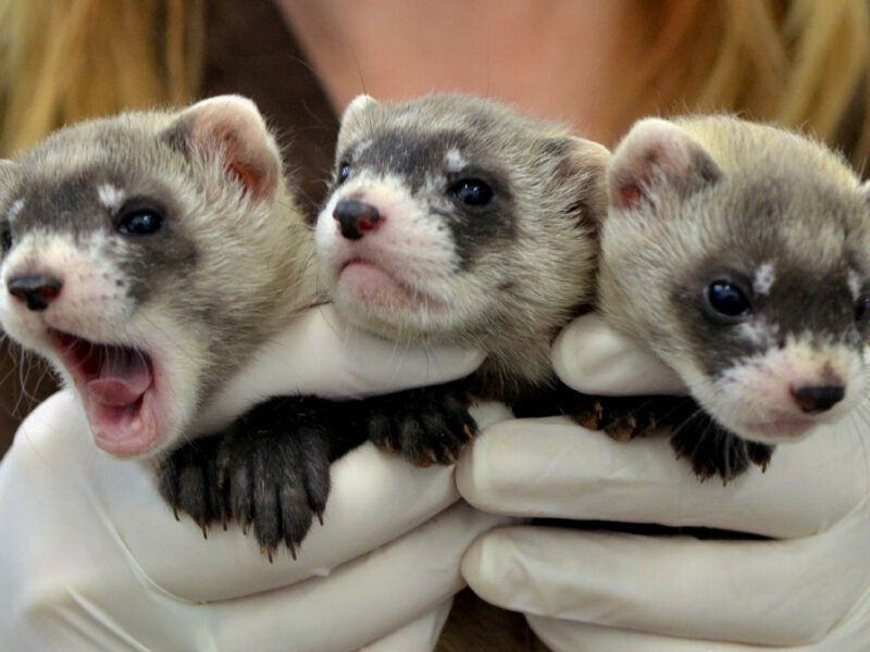 Raising Rabbits for Meat (Start up and Costs)